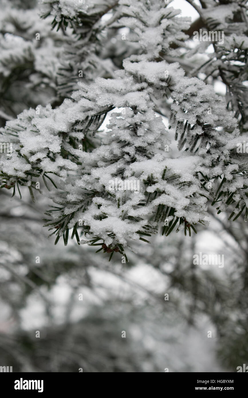 Pine tree covered snow close hi-res stock photography and images - Alamy