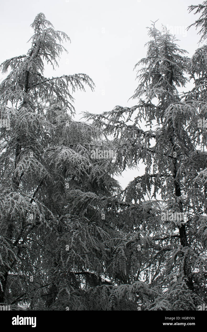 Cold day icy tree hi-res stock photography and images - Alamy