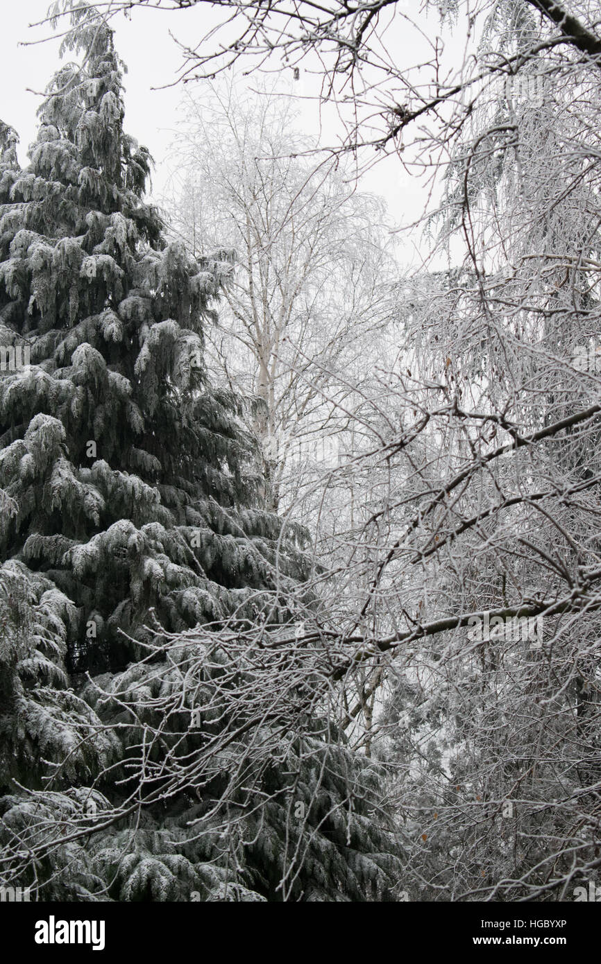 Young pine tree in snow hi-res stock photography and images - Alamy