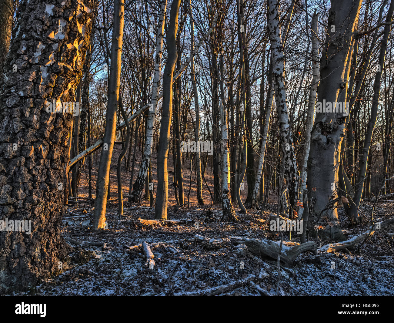 Dark birch hi-res stock photography and images - Alamy