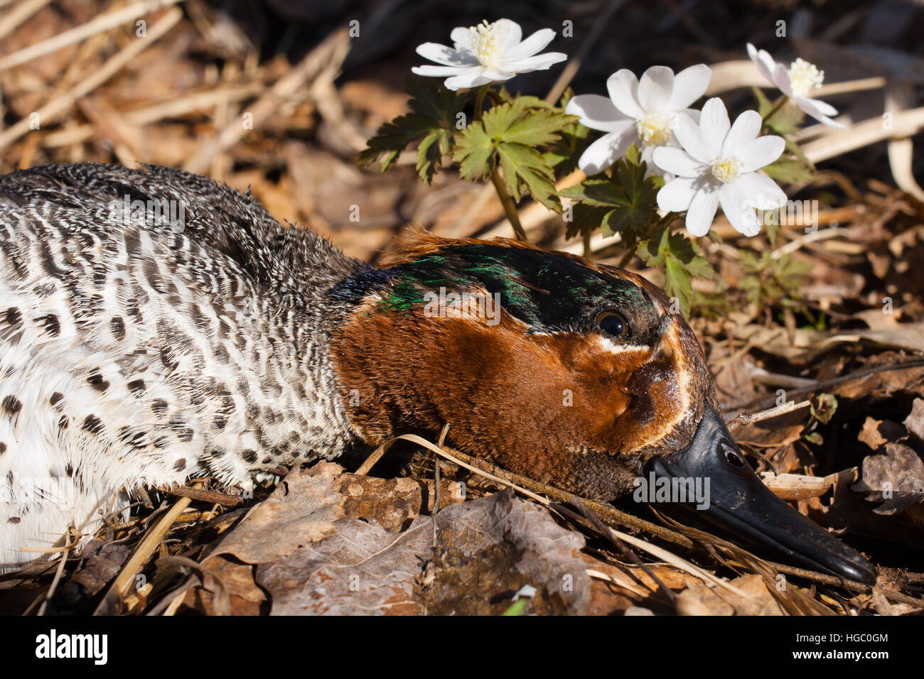 head of dead duck Stock Photo - Alamy