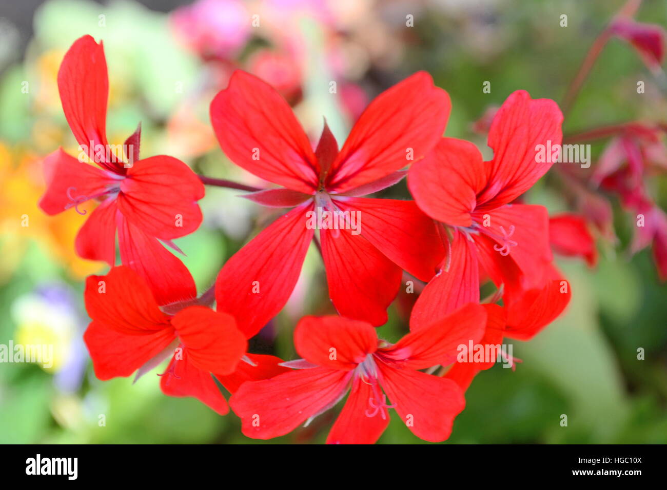 Red balcony hi-res stock photography and images - Alamy