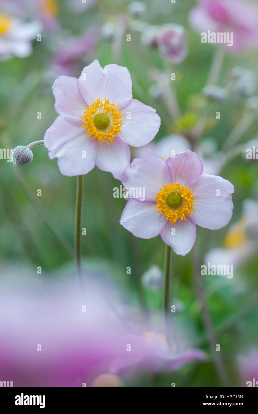 Pink Japanese Anemone Flowers - Anemone hupehensis var. japonica Stock ...