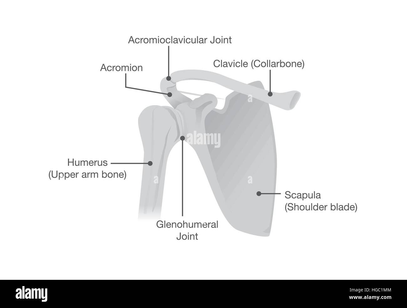 Shoulder Joint Anatomy