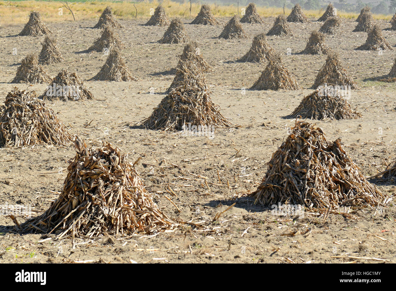 Corn crop field mexico hi-res stock photography and images - Alamy