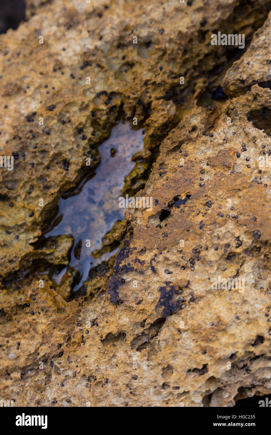 closeup rock with puddle from atlantic coastline Stock Photo - Alamy