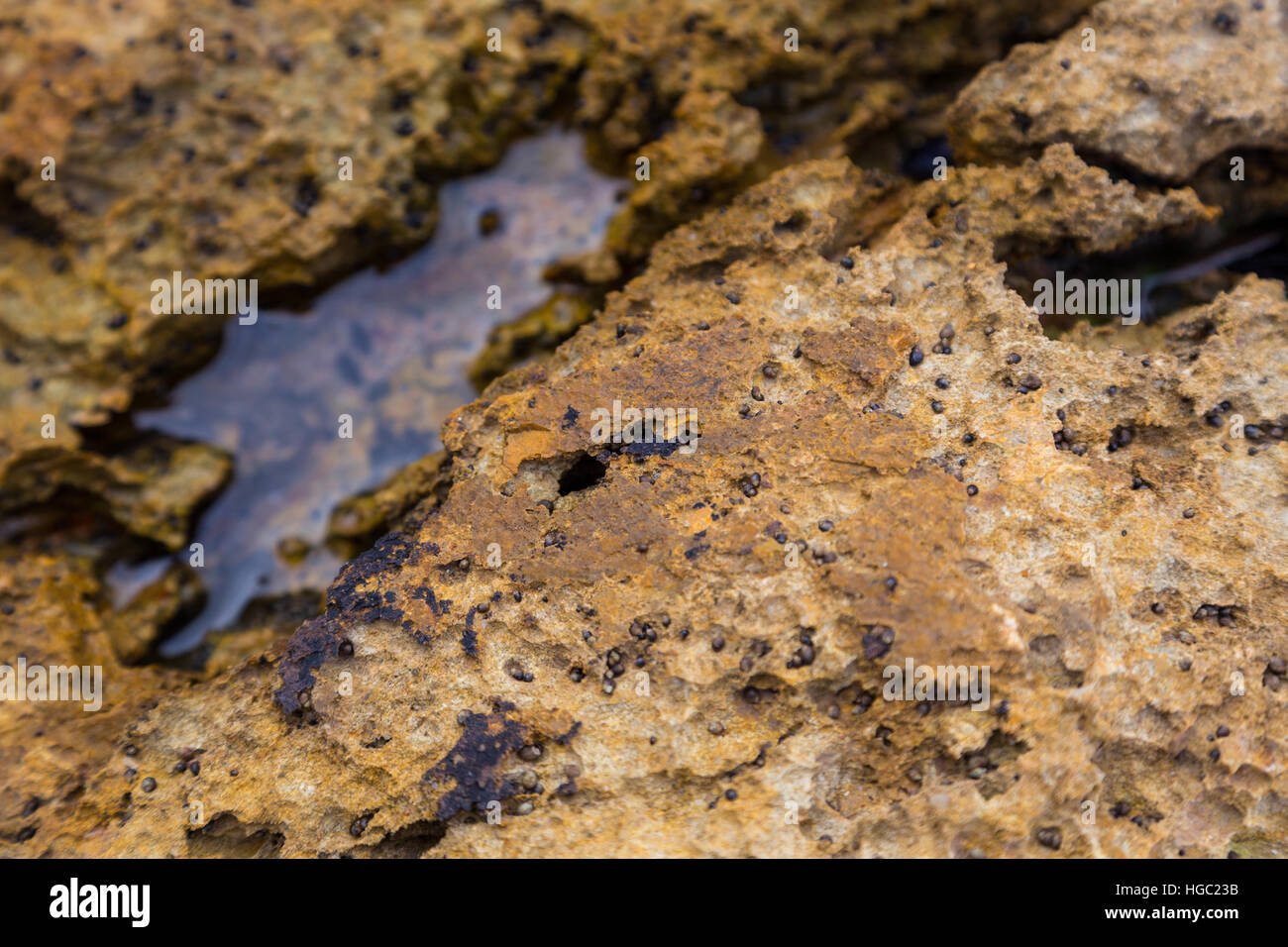 closeup rock with puddle from atlantic coastline Stock Photo - Alamy