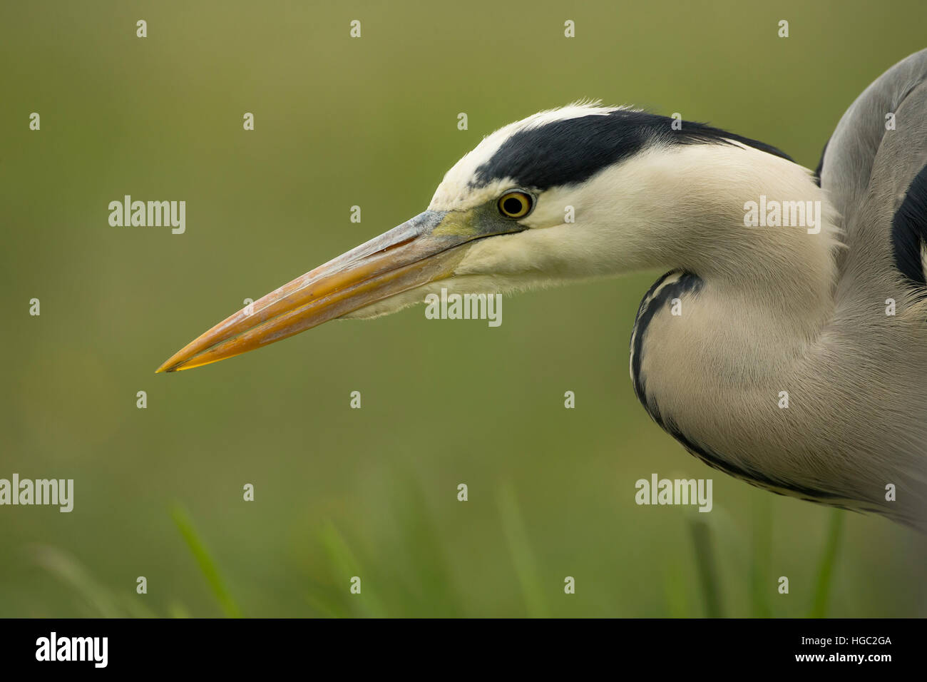 Stalks Its Prey High Resolution Stock Photography and Images - Alamy