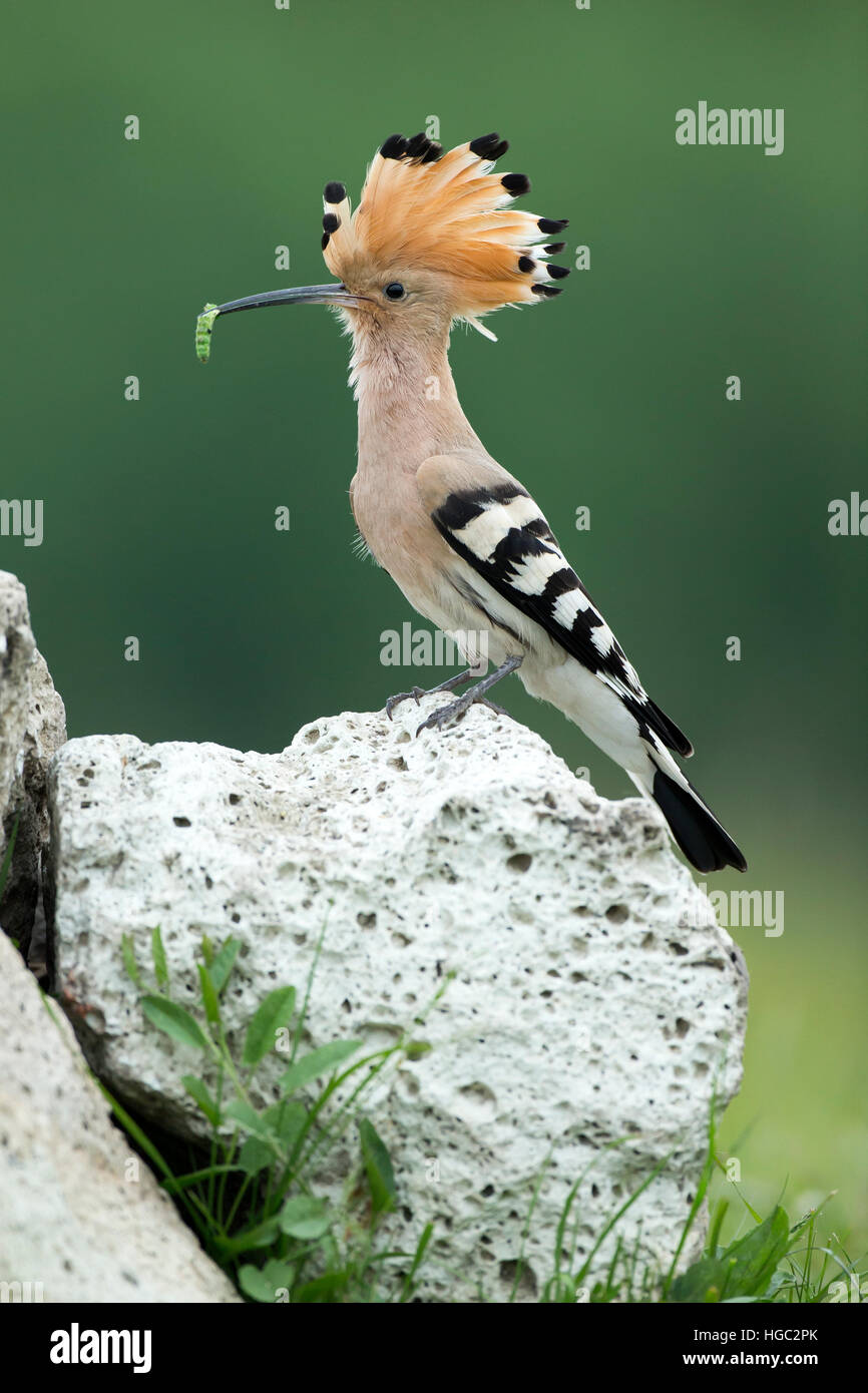 Upupa epops hi-res stock photography and images - Alamy