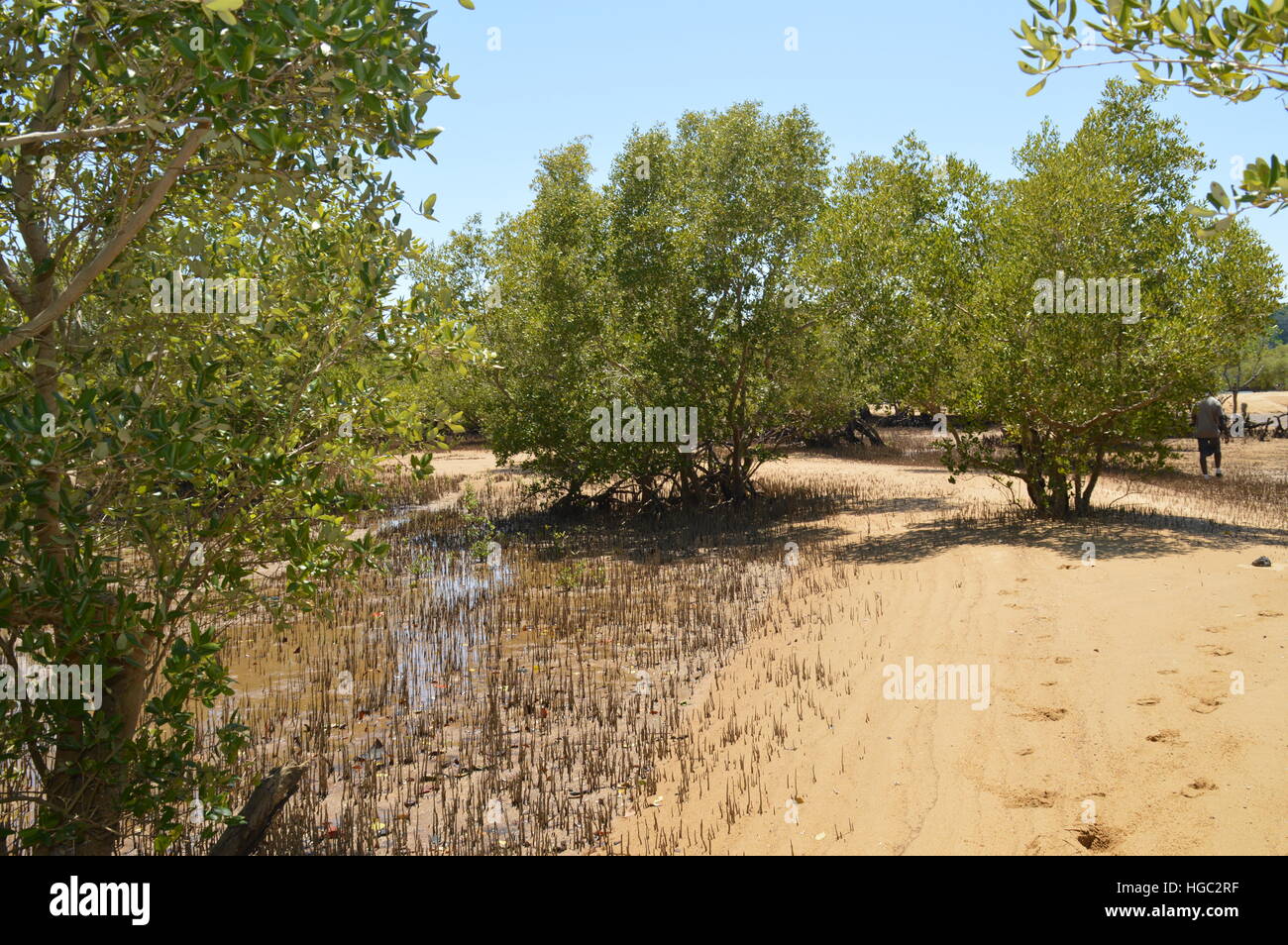 Lokobe(which means Many Colors) Natural Reserve on the island of Nosy ...