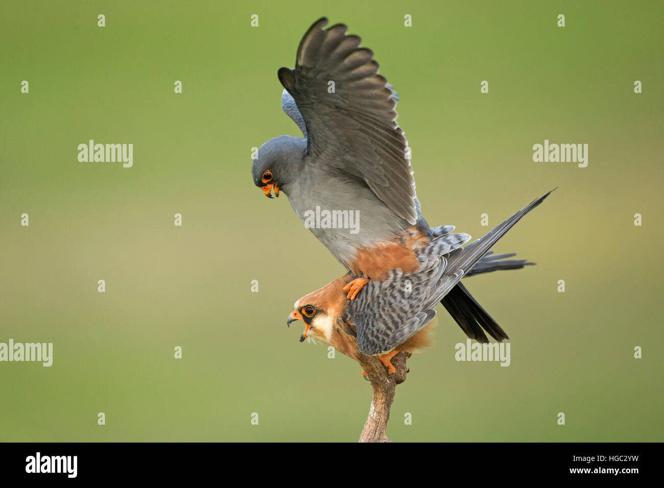 Falcons hi-res stock photography and images - Alamy