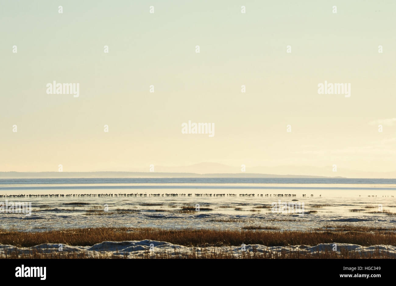 Sunny hazy sky view salt marsh with sea ice and oystercatchers flock ...