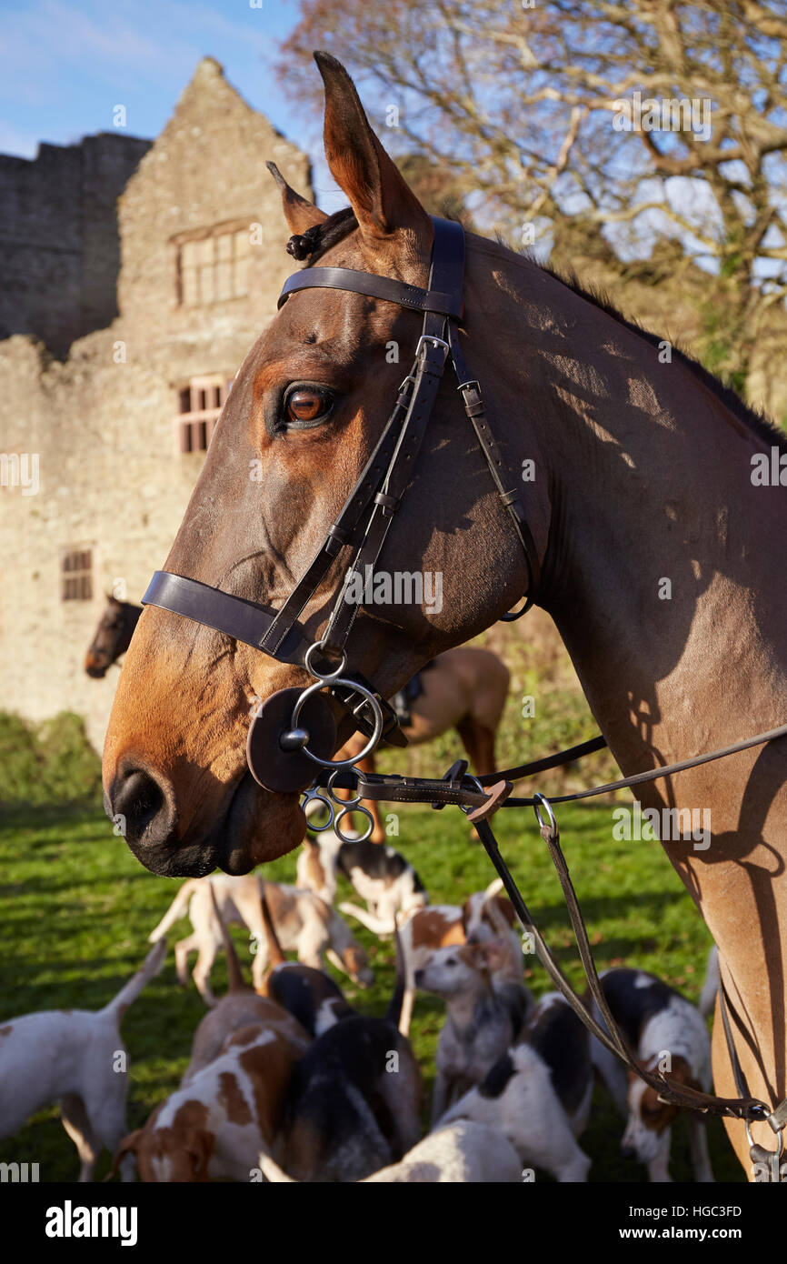 A Hunter in Ludlow Castle Keep During The Hunts Boxing Day Meet Ludlow ...