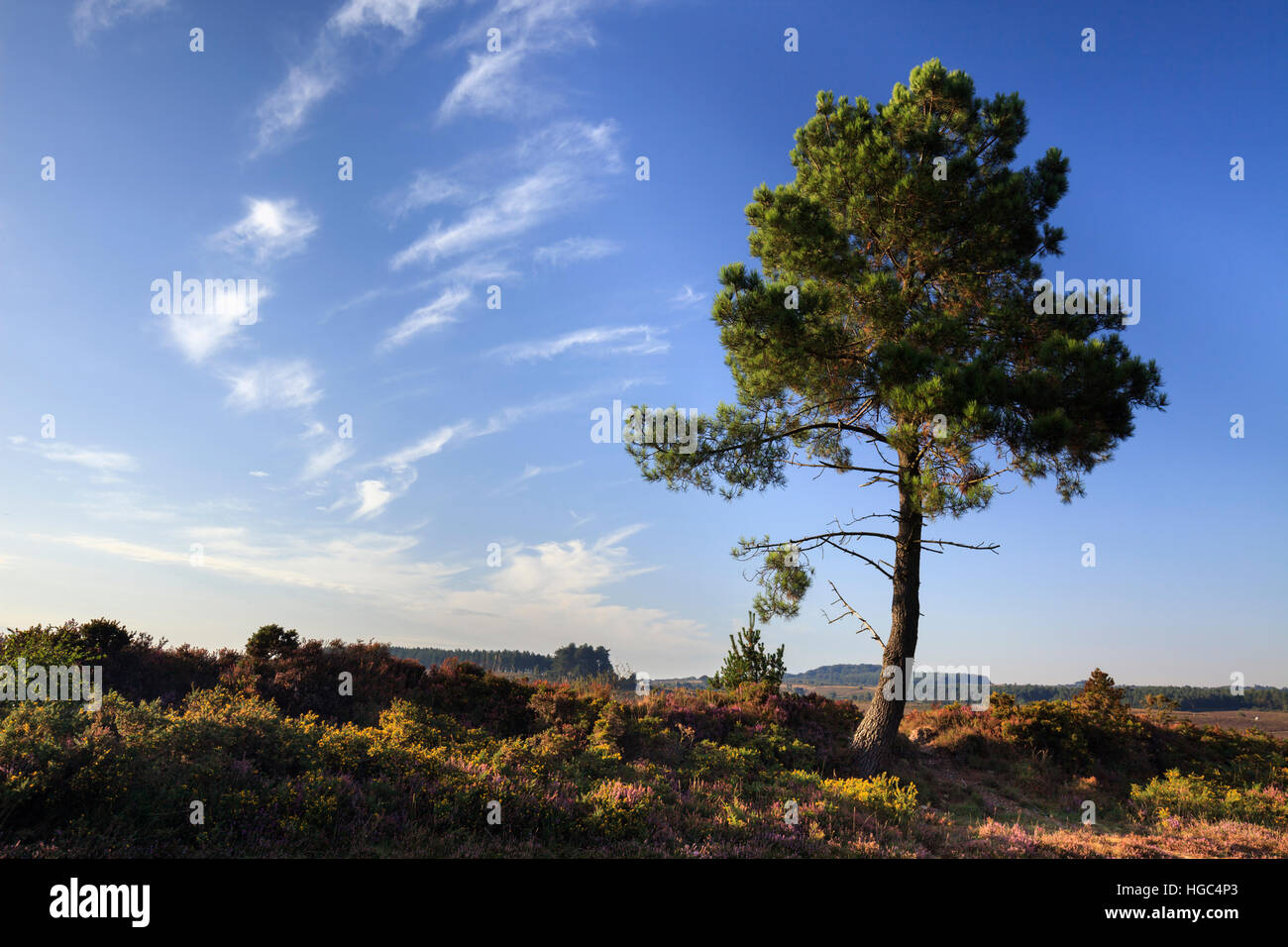 A tree on Woodbury Common in South East Devon Stock Photo - Alamy