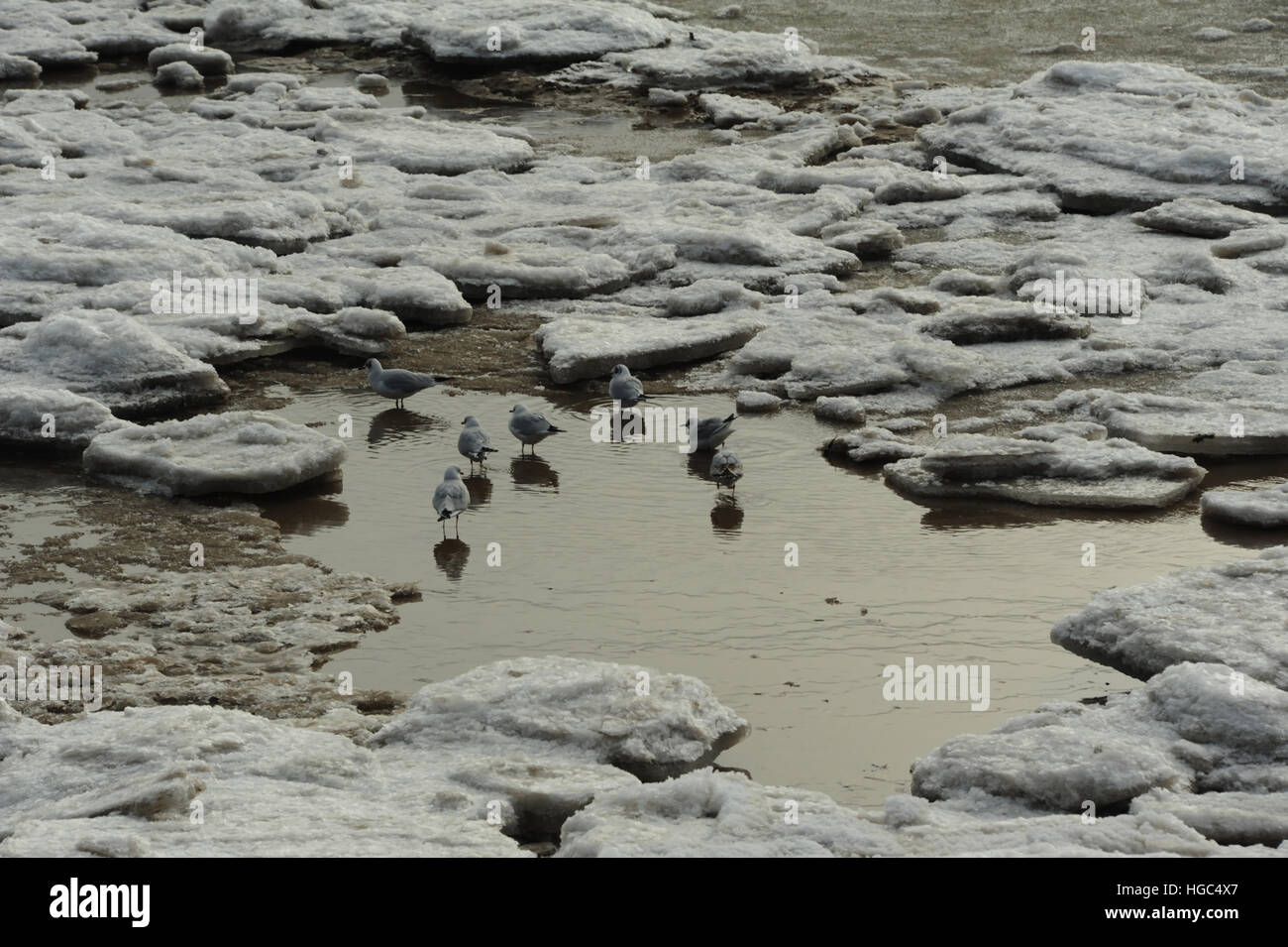 Seven seagulls standing in a water pool surrounded by uneven expanse of ...