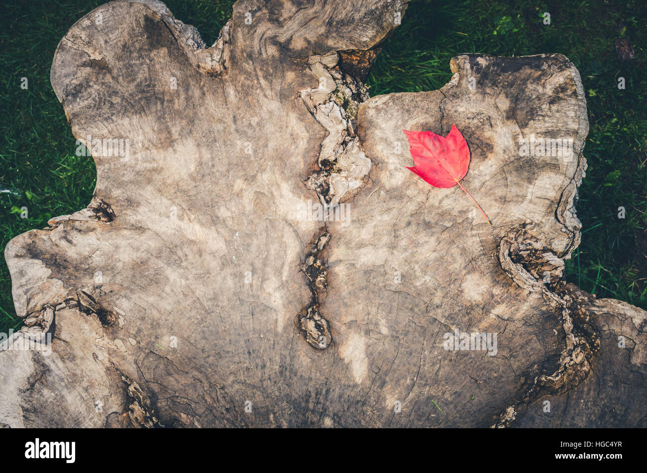 Top view red maple tree hi-res stock photography and images - Alamy