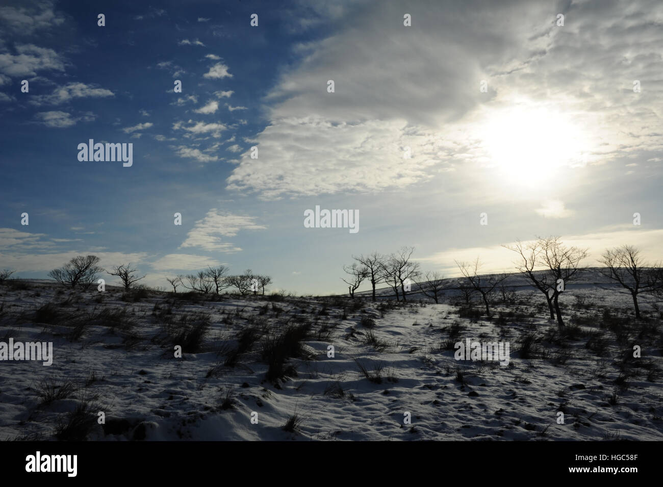 Frosty tussock grass hi-res stock photography and images - Alamy