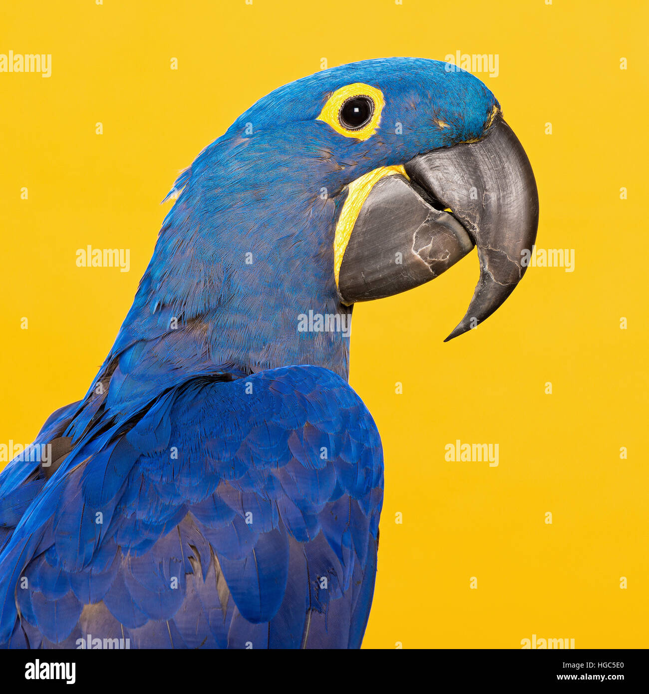 Blue hyacinth macaw portrait on a yellow background Stock Photo - Alamy
