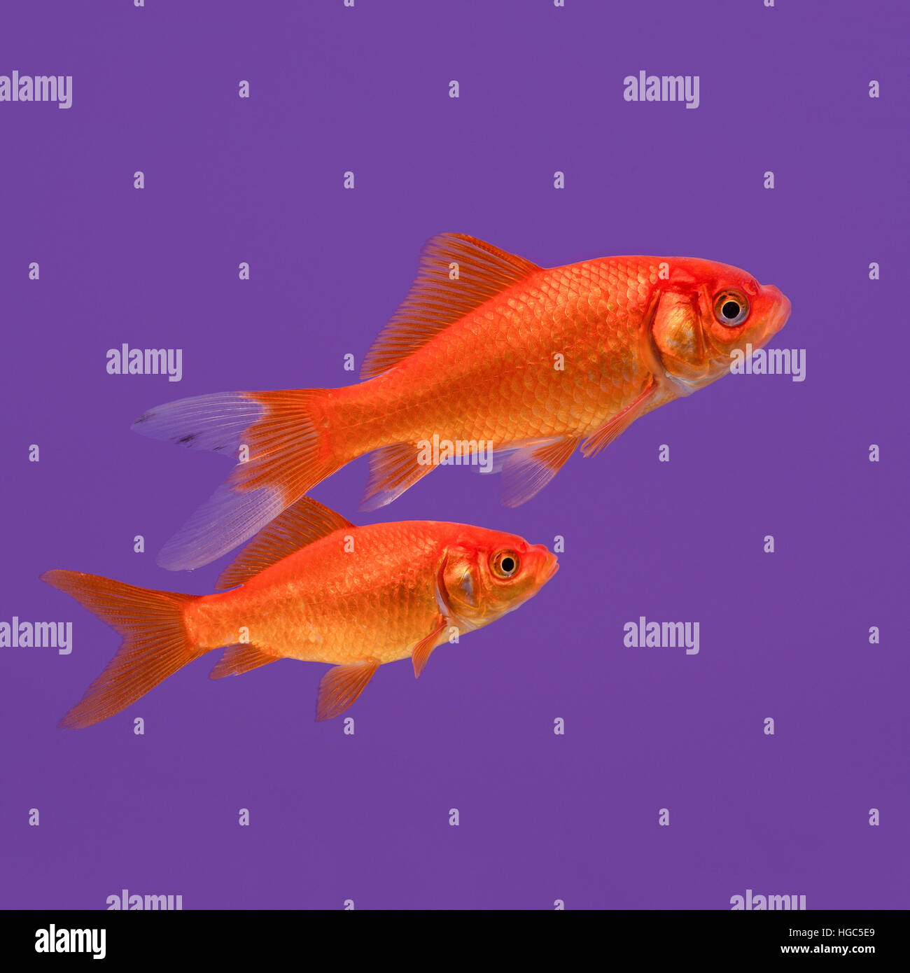 Purple Fantail Goldfish