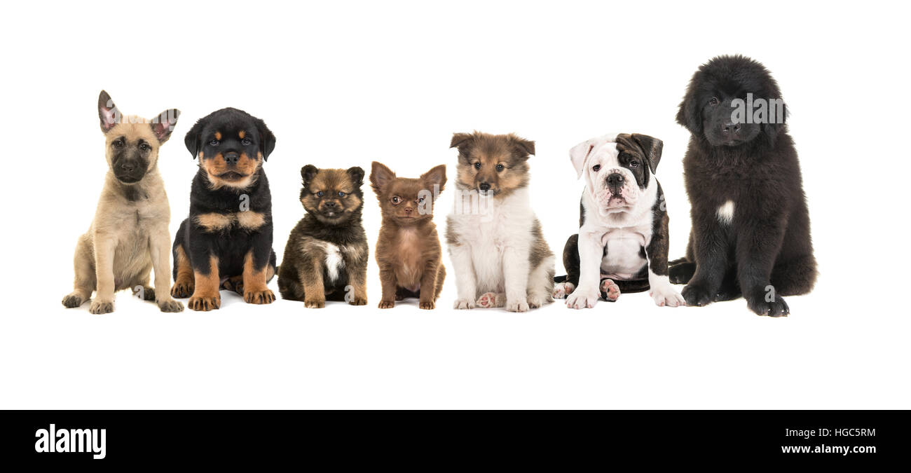 Different breeds dogs hi-res stock photography and images - Alamy