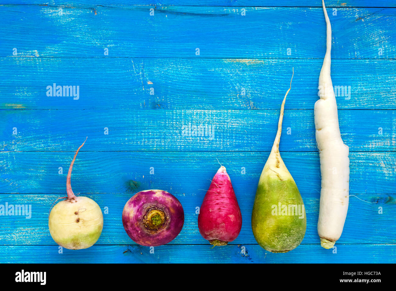 Several kinds of radish (daikon Chinese red green) on a blue (sapphire ...