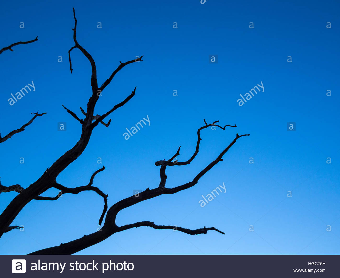 Twisted Tree Silhouette Stock Photos & Twisted Tree Silhouette Stock ...