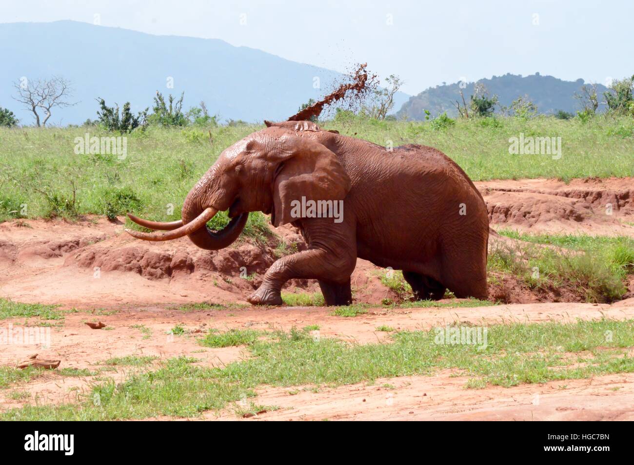Kenya's red elephant taking a mud bath in the East Tsavo Park Stock ...