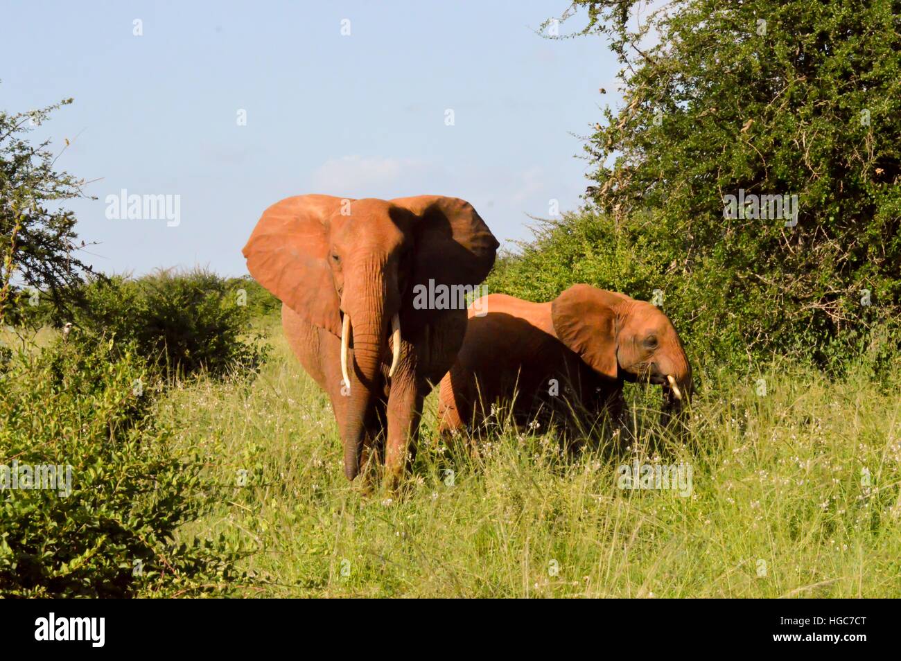 Kenya Red Elephant front view and elephant in East Tsavo Park Stock ...