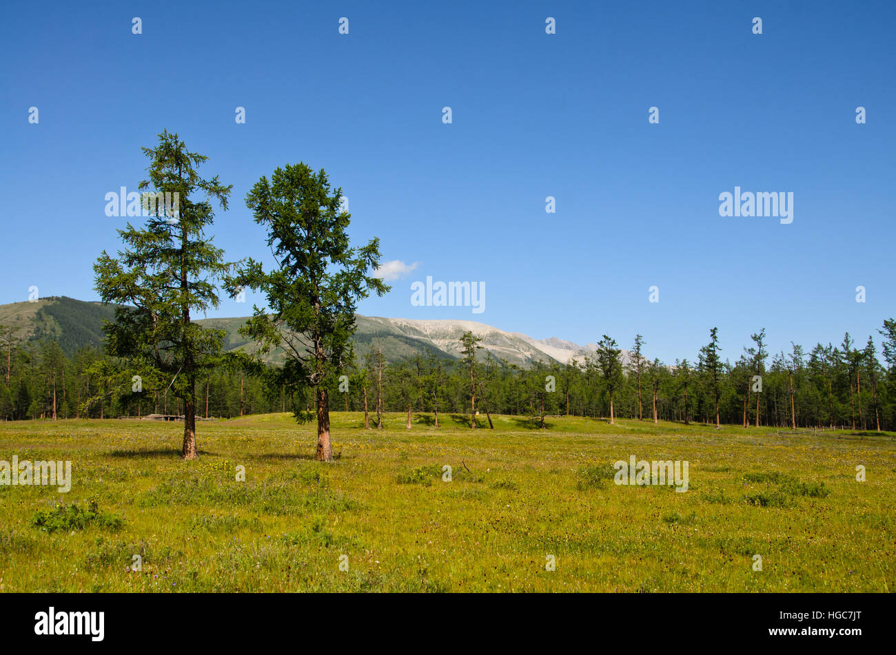 Taiga forest hi-res stock photography and images - Alamy