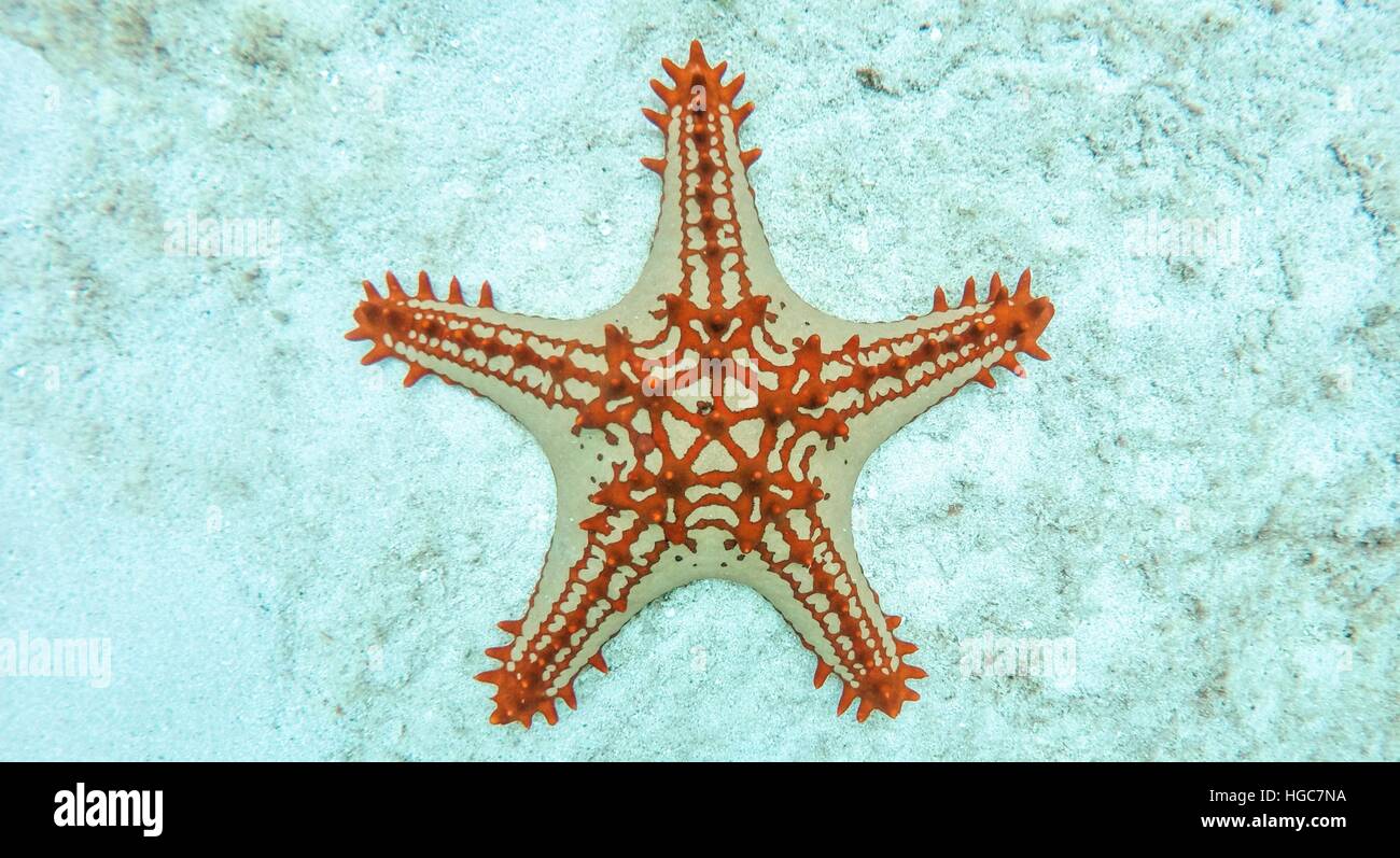 Indian ocean starfish hi-res stock photography and images - Alamy