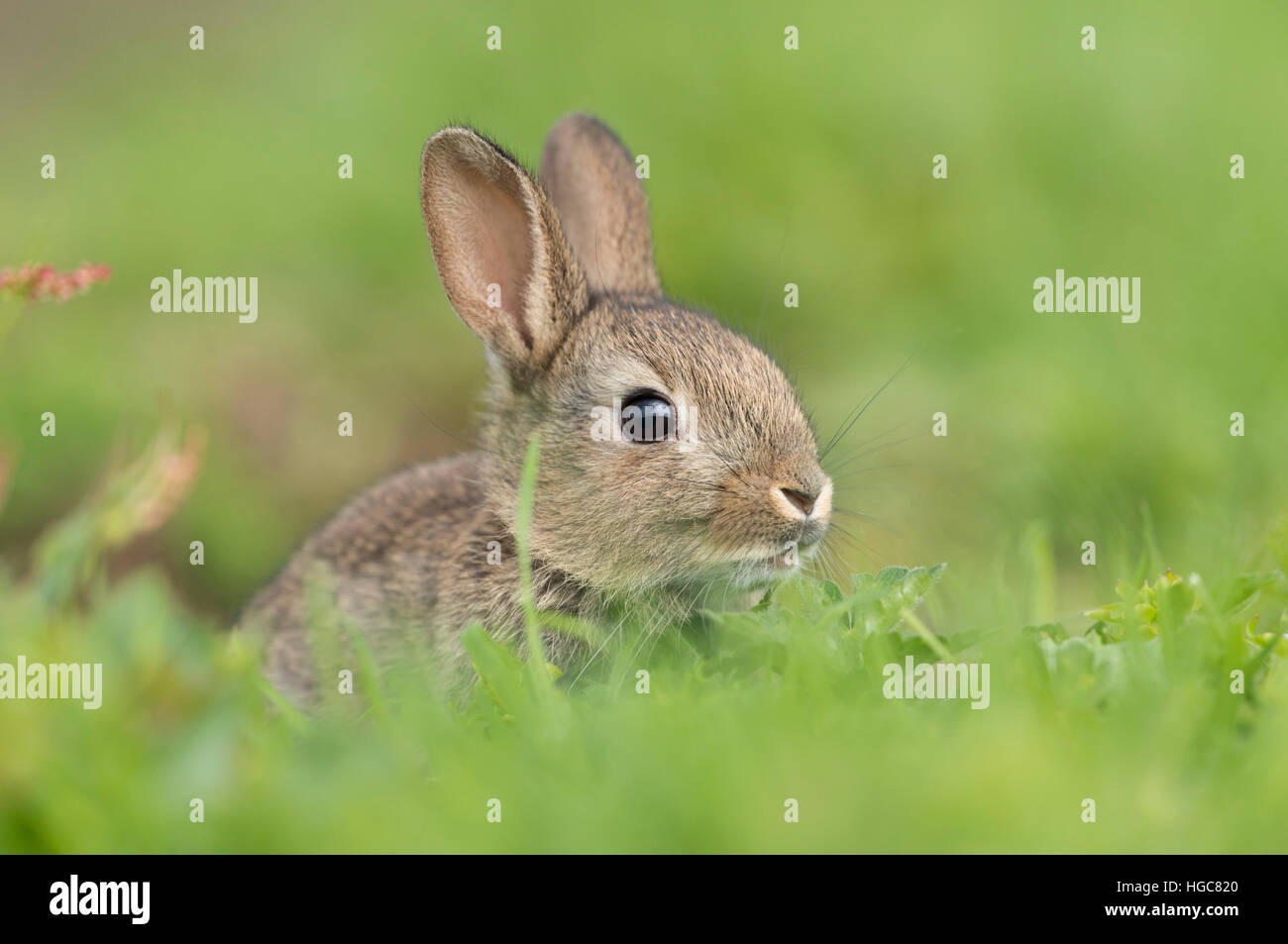Portrait of a young Rabbit amongst green grass Stock Photo - Alamy