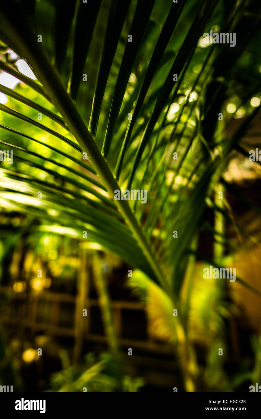 A close up perspective of a plant leaf Stock Photo - Alamy