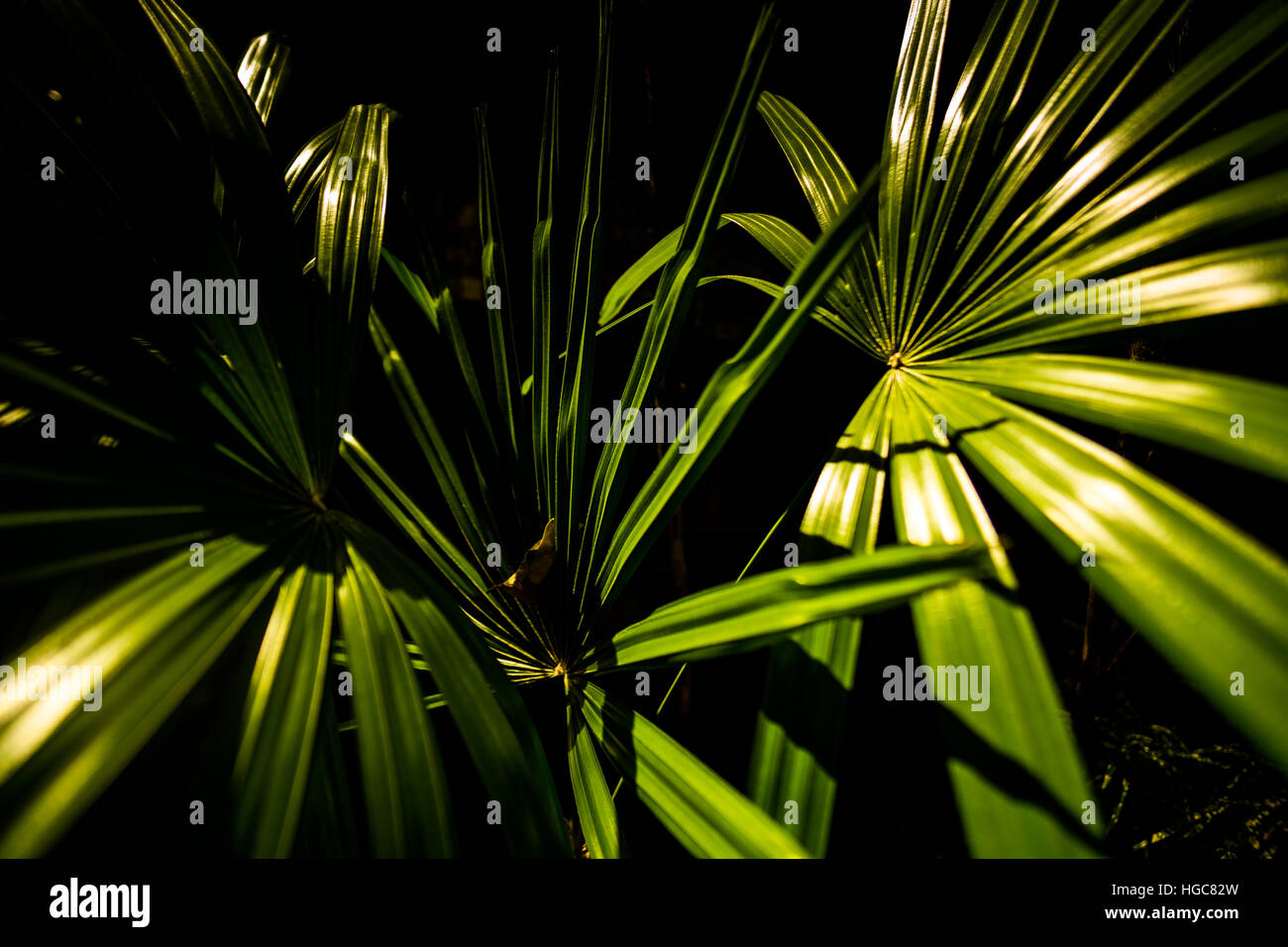 A close up perspective of a plant leaf Stock Photo - Alamy