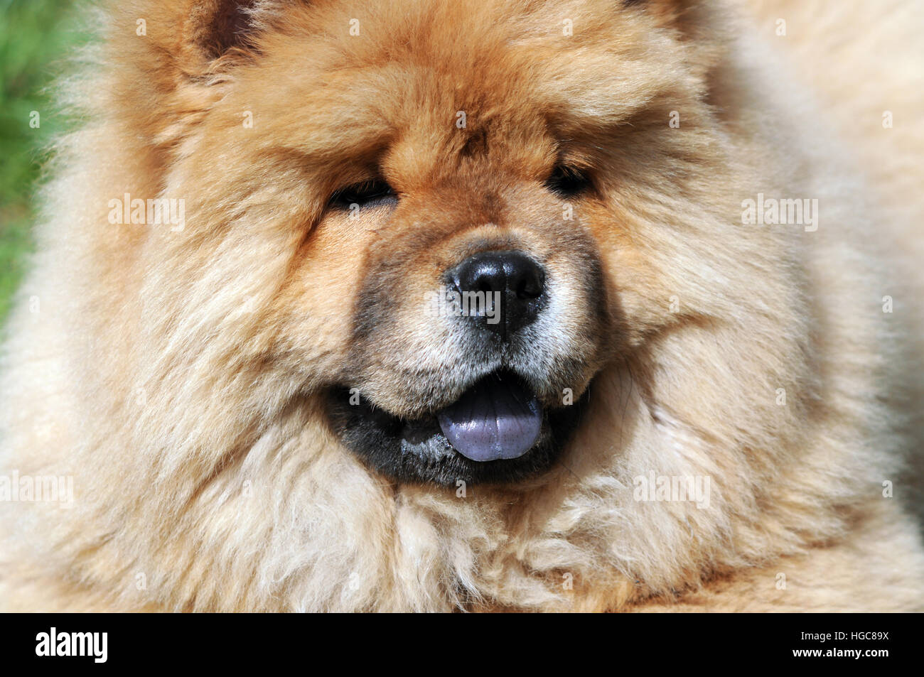close-up portrait of a chow-chow dog Stock Photo - Alamy