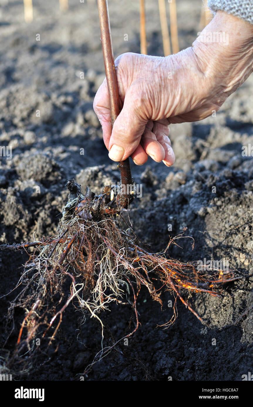 farmer's hand planting a raspberry seedling in the garden Stock Photo ...