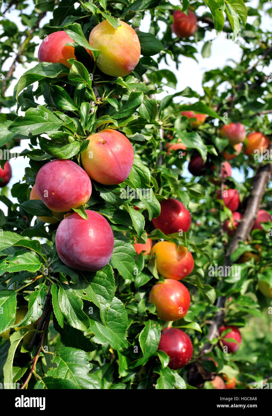ripe plums on a tree branch Stock Photo - Alamy