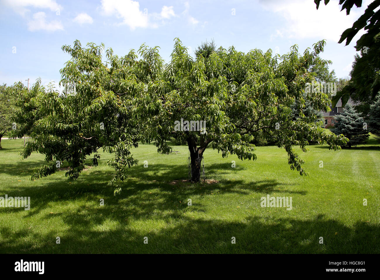 Large peach tree in backyard orchard in mid-season Stock Photo - Alamy