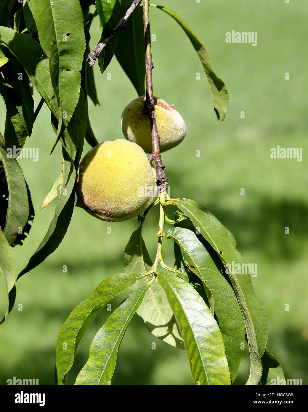 One green peach hanging on a small branch with leaves Stock Photo - Alamy