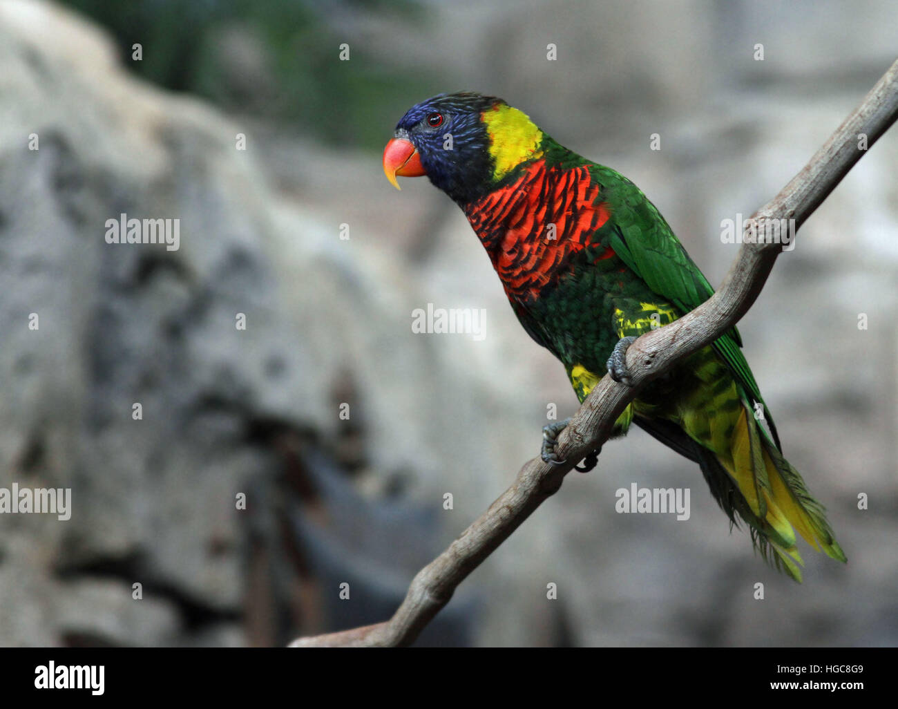 One parrot perched on a branch with a grey background Stock Photo - Alamy