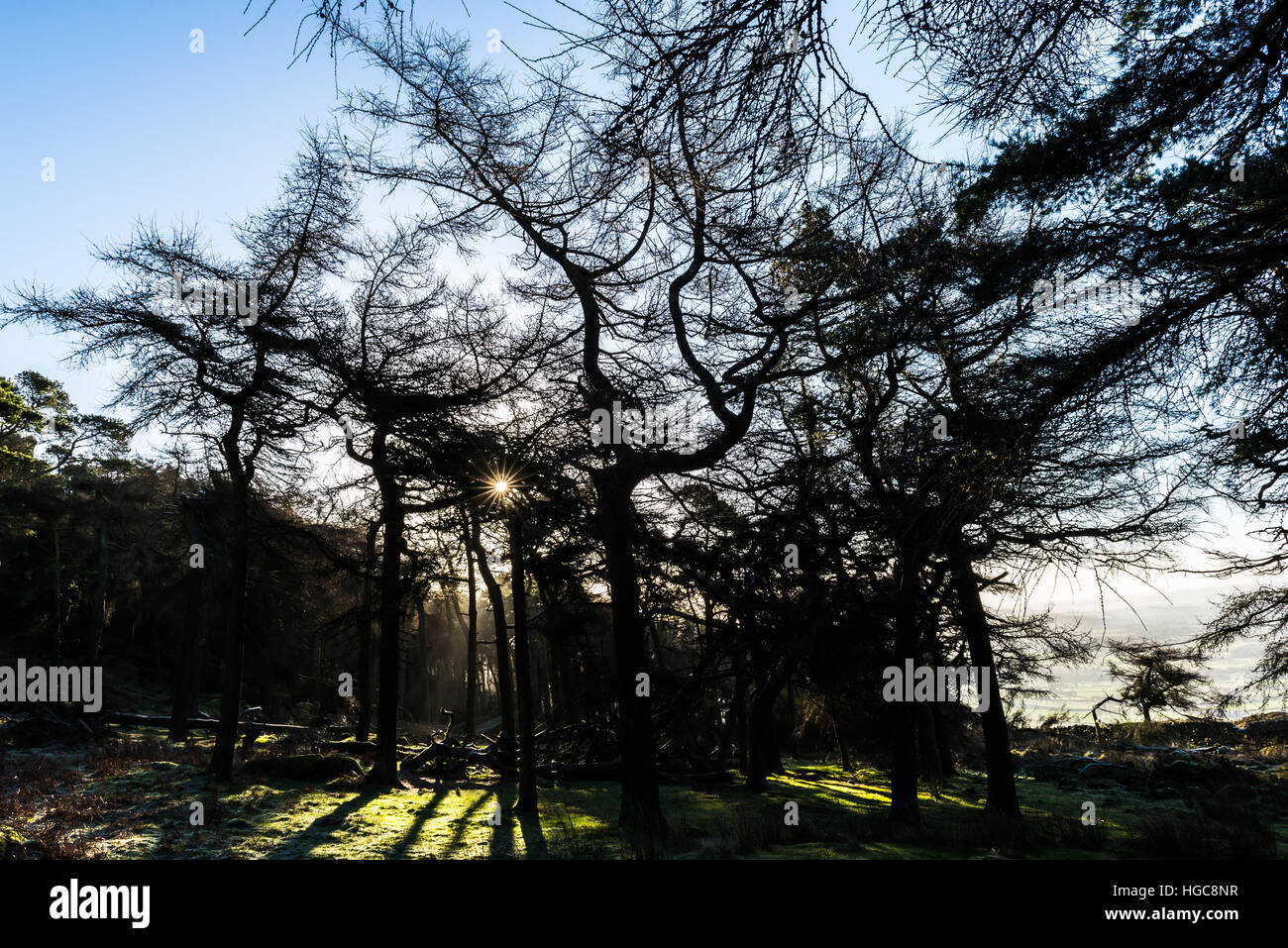 Trees filtering light Stock Photo - Alamy