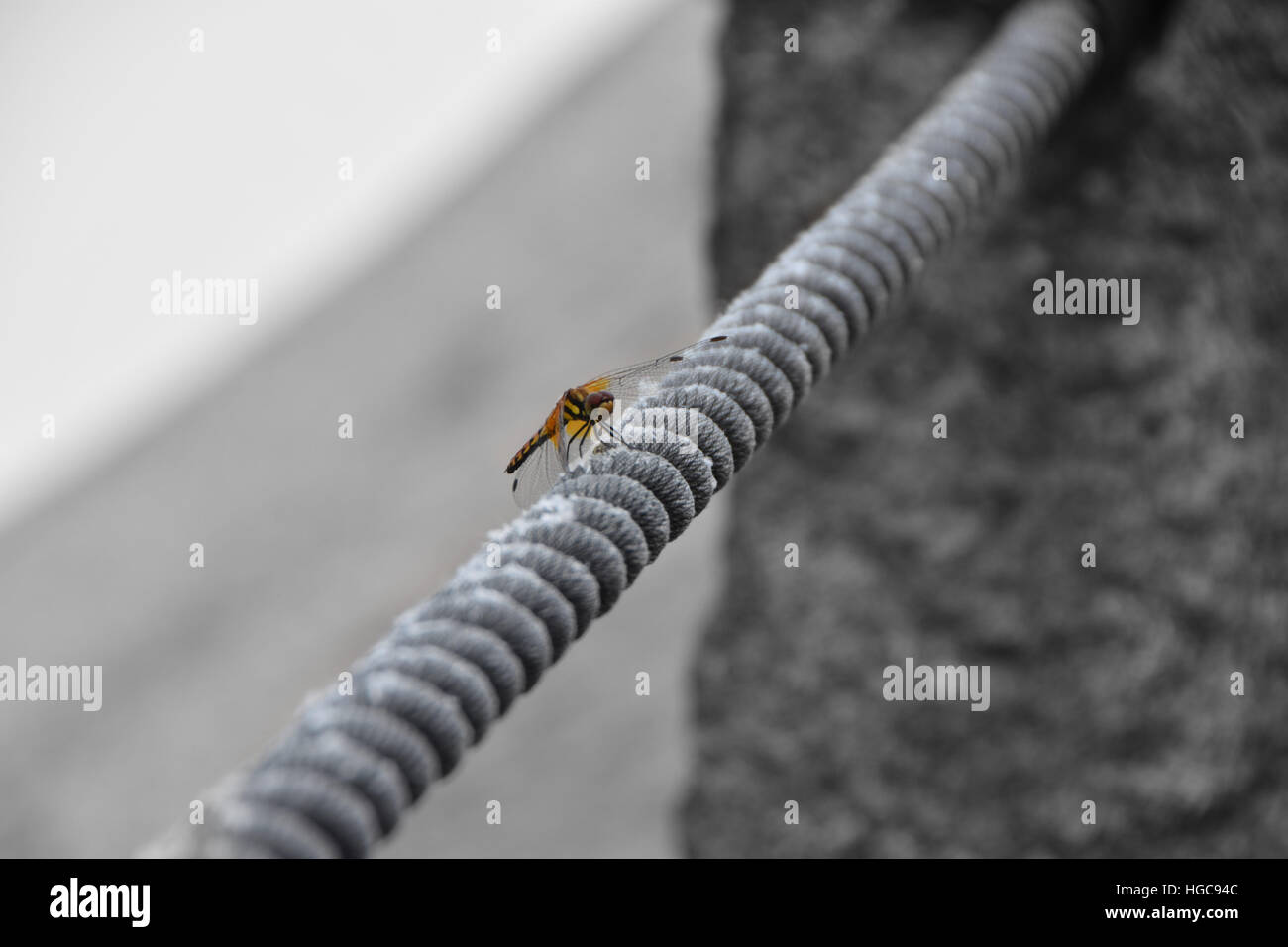 colored dragonfly on gray rope Stock Photo - Alamy
