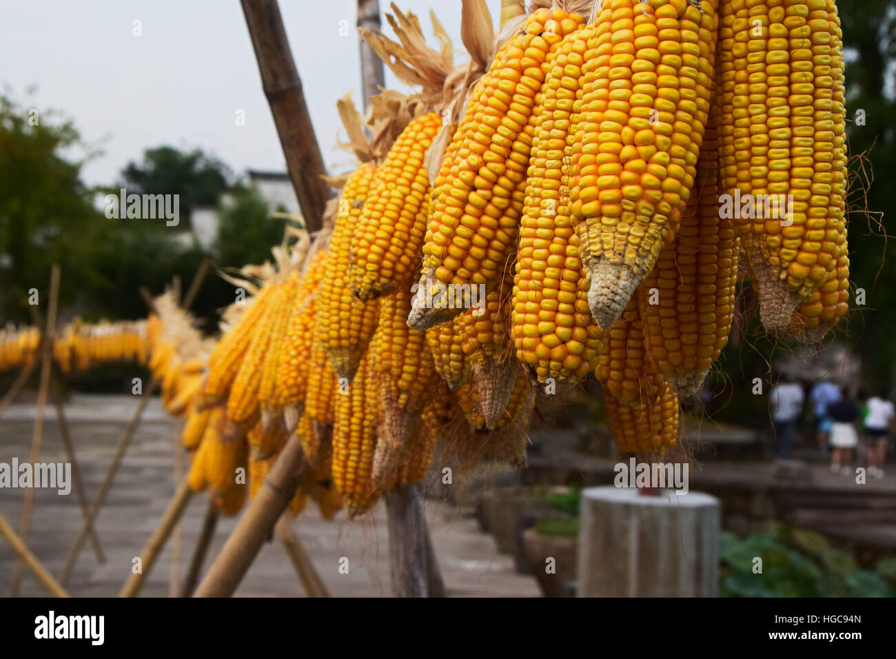 row of corn, late summer, china Stock Photo - Alamy