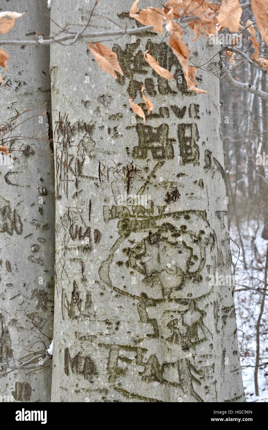 A large tree with carvings of peoples names and words on it Stock Photo ...