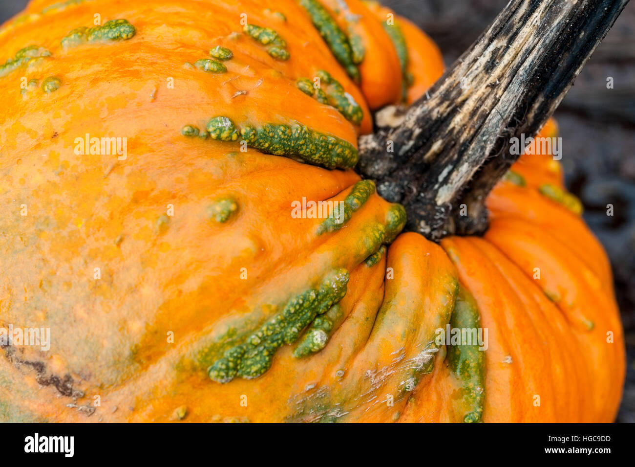 Knucklehead pumpkin, Curcurbita pepo, a summer squash hybrid variety ...