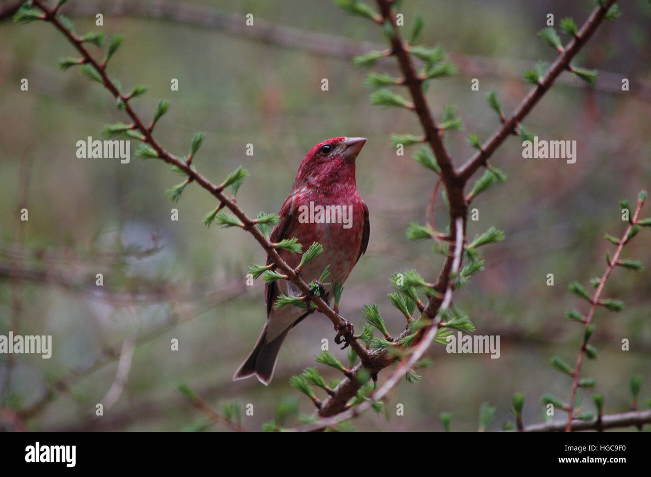 Male purple finch perched in Eastern larch tree Stock Photo - Alamy