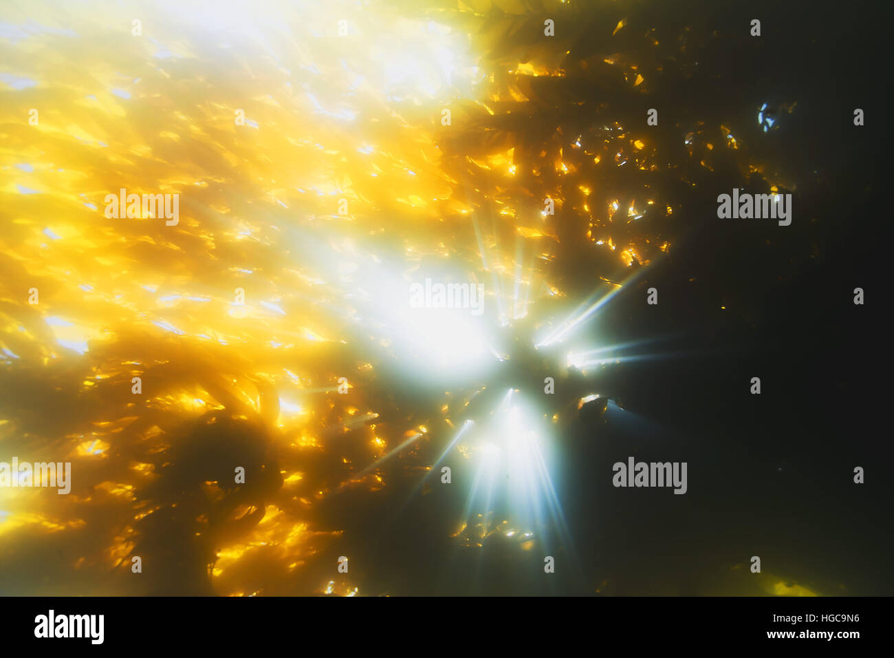 An underwater image of sun breaking through a Kelp forest off the coast ...