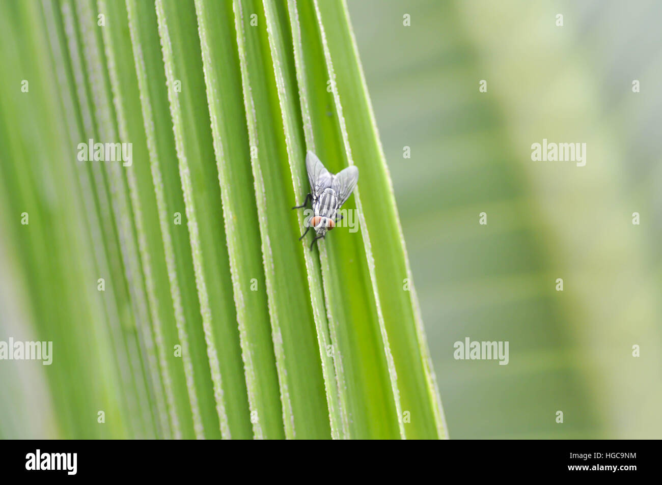 Compound leaf anatomy hi-res stock photography and images - Alamy