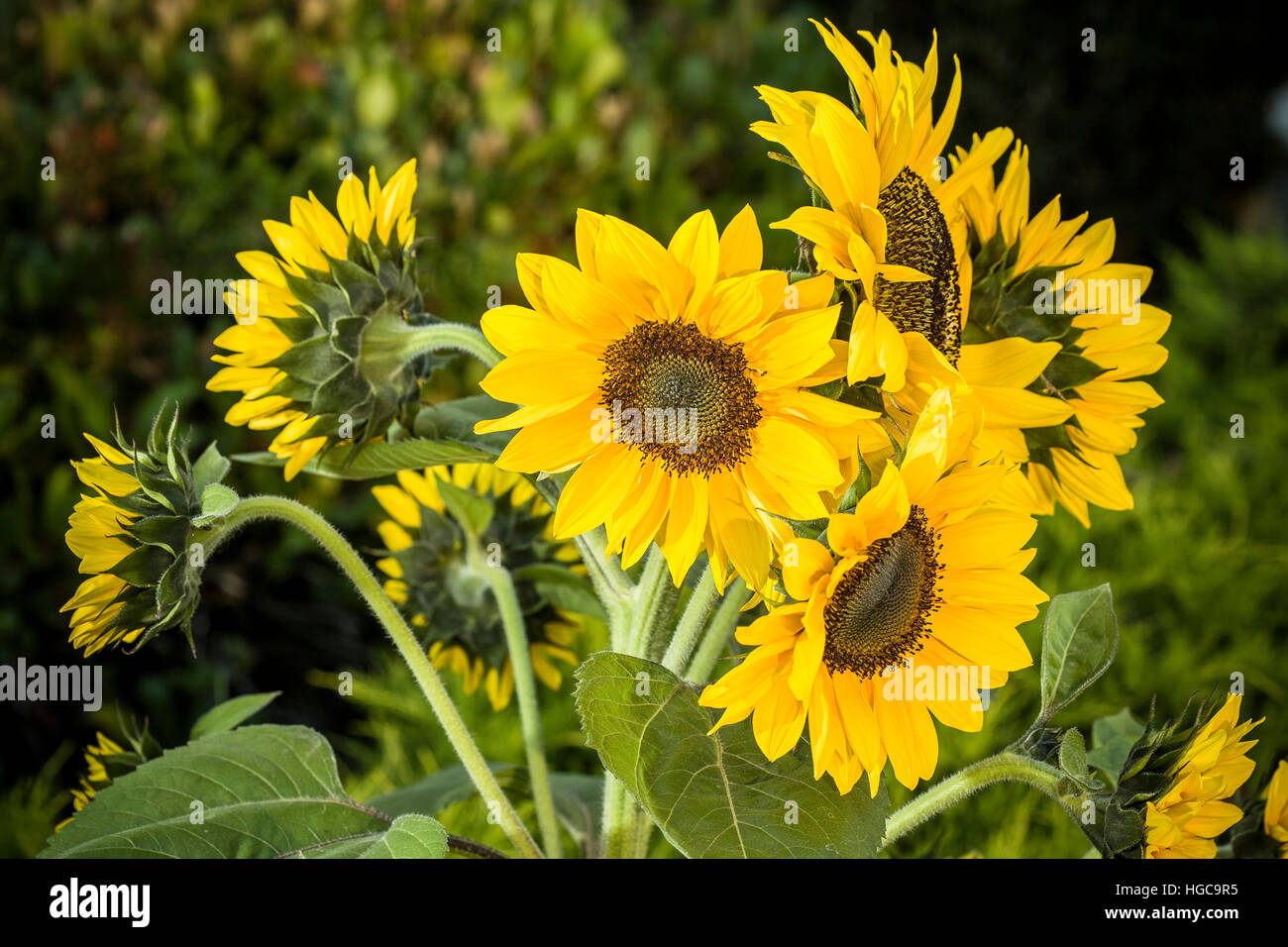 Multiple Sunflowers in a garden Stock Photo - Alamy