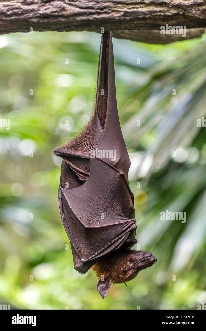 Malayan Flying Fox Face