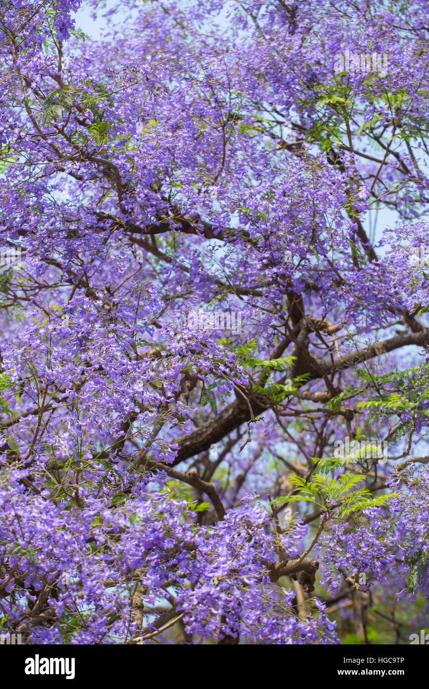 Jacaranda tree close up hi-res stock photography and images - Alamy